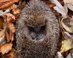 The Hedgehogs introduced me to…Frances Bolger and Mark Leggett (and Sam ...